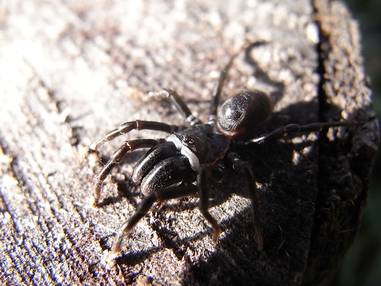 quatre saisons: une mygale