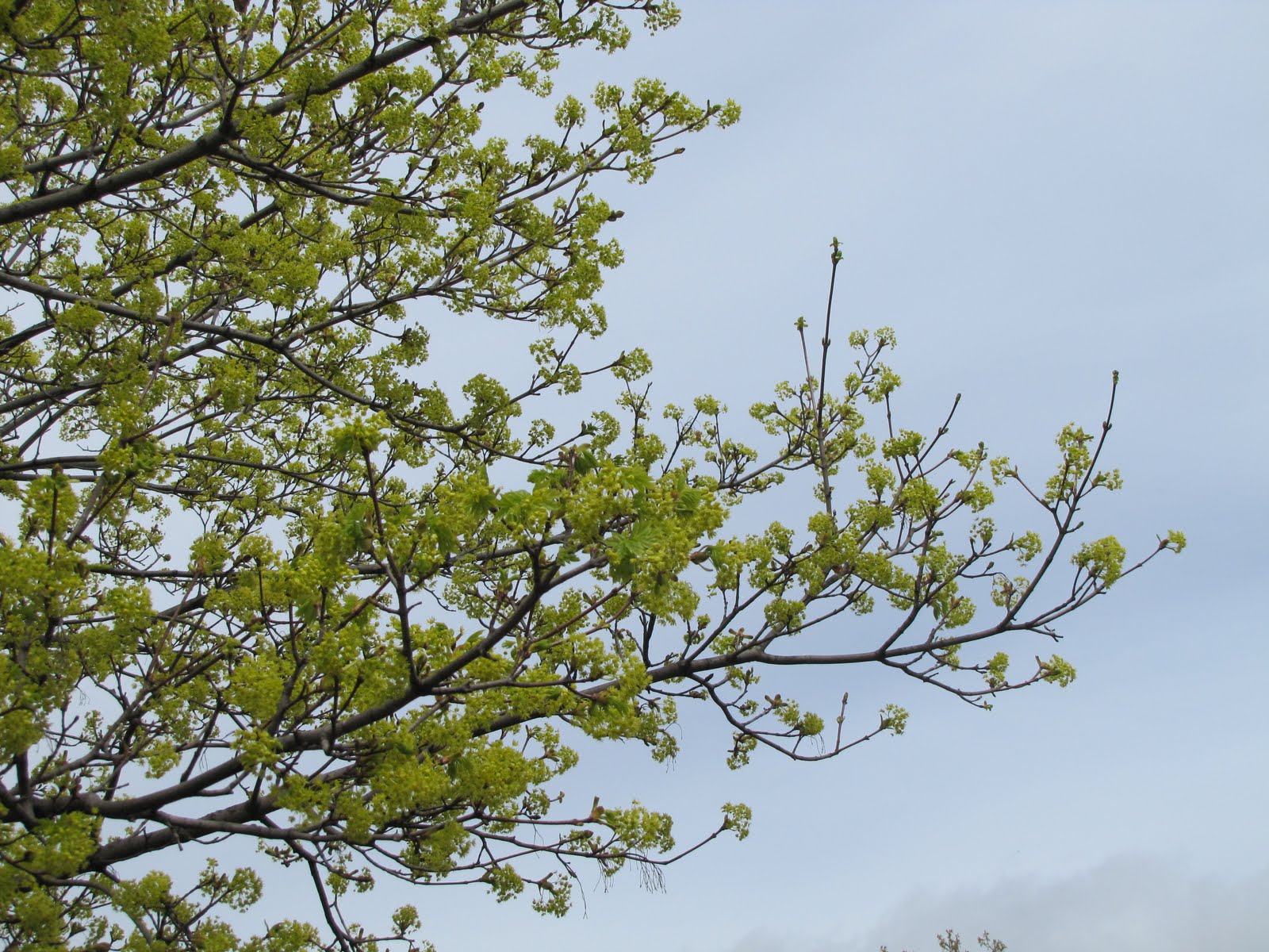 Bunty's Balcony: Tree Pollen, My Bête Noir
