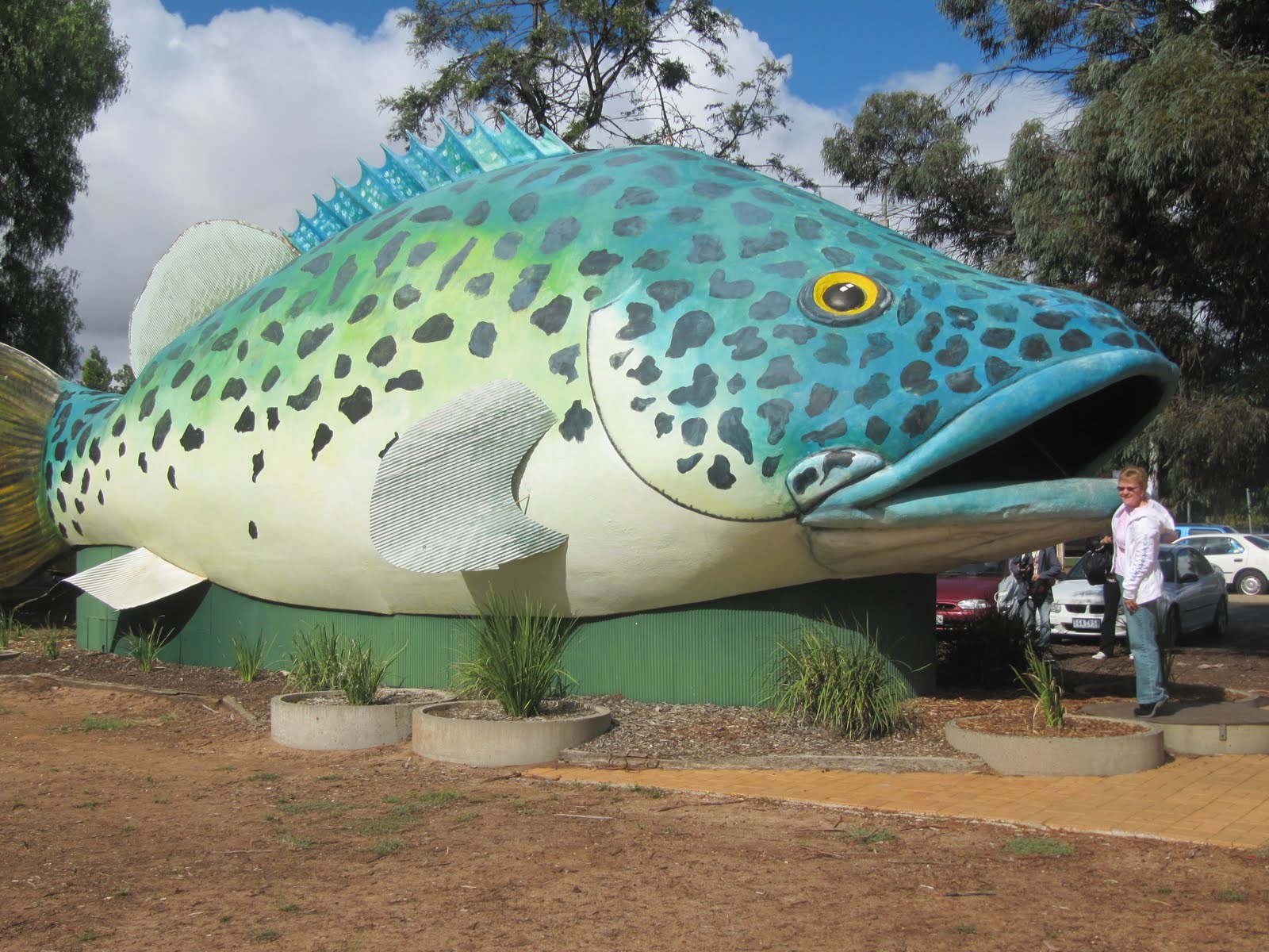 Murray Cod Habitat