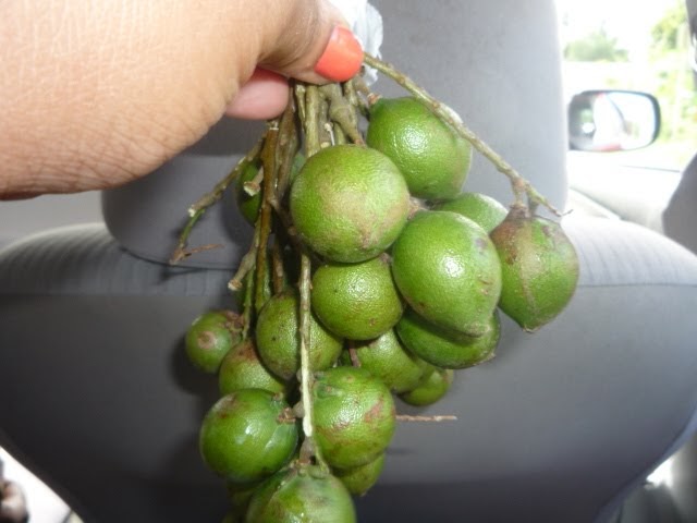 Nicole: Caribbean Fruits: Guineps, Sugar Apple & Sea Grapes