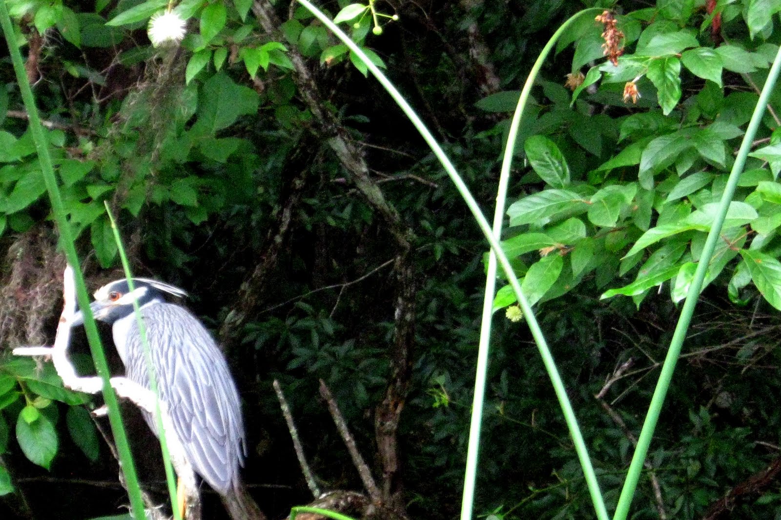 Redhead Reports: Wakulla Springs