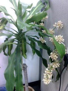 Flowers of Malaysia: Corn tree