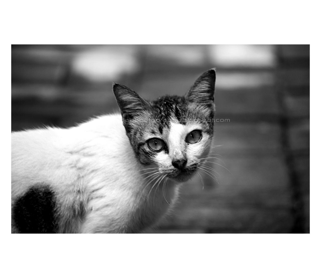 Aki Aki Photography: " Meong " Garong