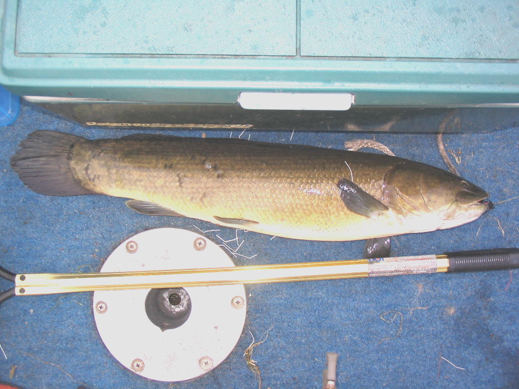 Minnesota Bowfin Club: Bowfin Pictures