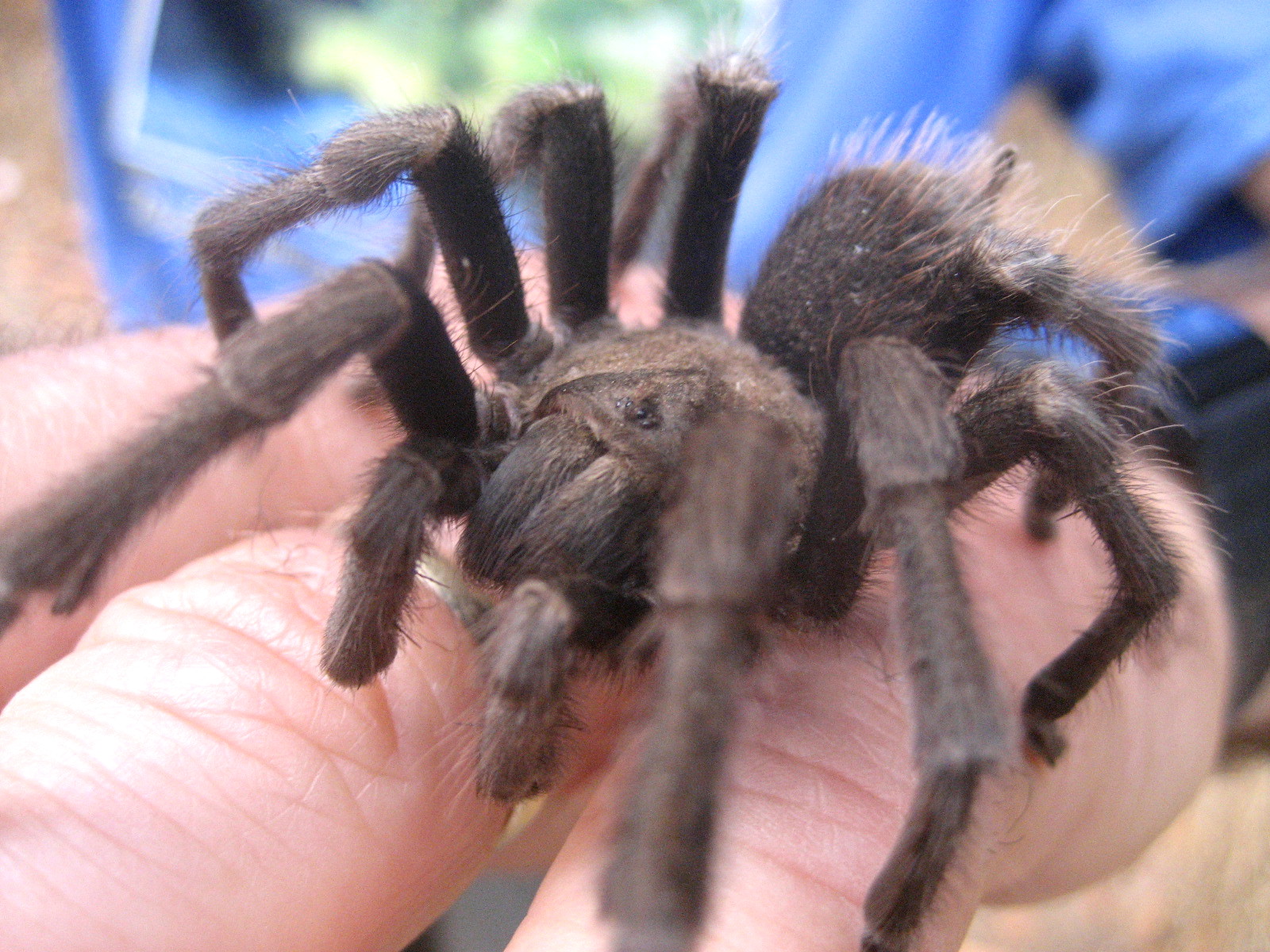 Santa Cruz Mountains Trails: Tarantulas are on the move