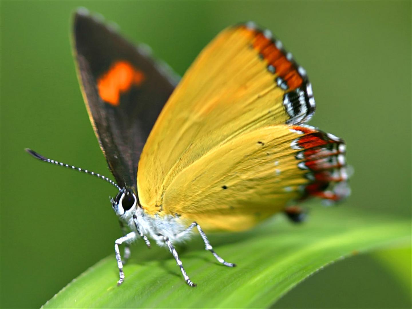 Welcome To Thiviya's Home: Amazing butterflies