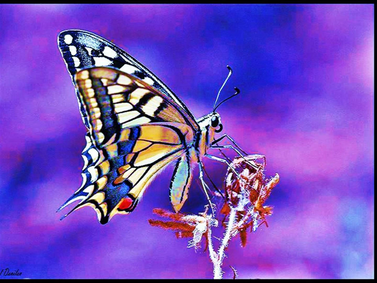 Welcome To Thiviya's Home: Amazing butterflies