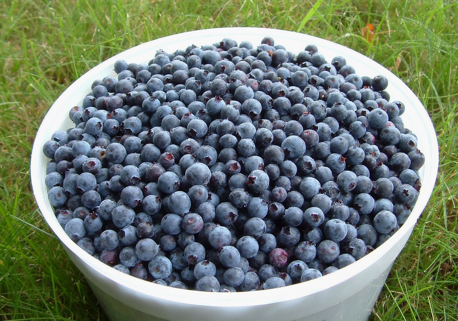 Wildflowers: Blueberry Love