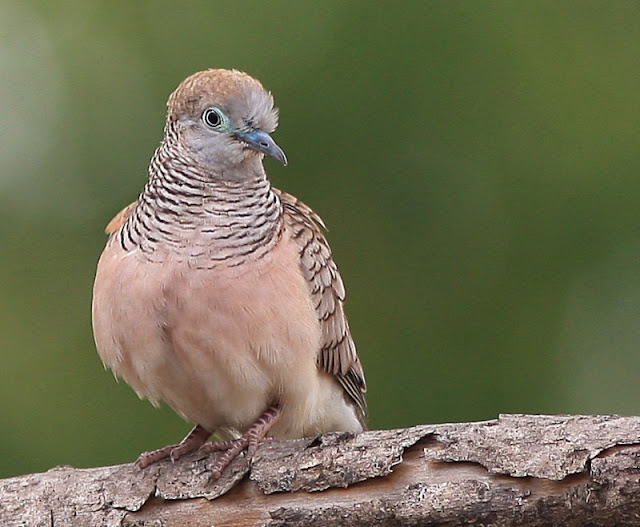 Merbuk / Perkutut ( Geopelia striata ) - Trend burung
