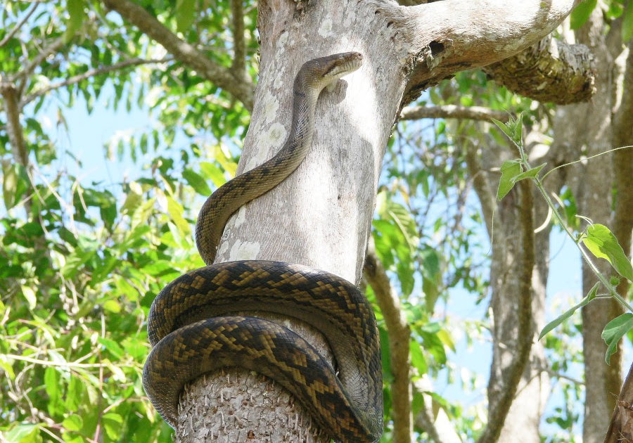 Tyto Tony Python Pauses On Pandanus