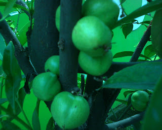 TANAMAN OBAT INDONESIA: MAHKOTA DEWA