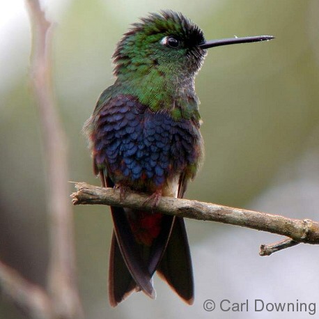 Hummingbird Pics ®: Eriocnemis mirabilis