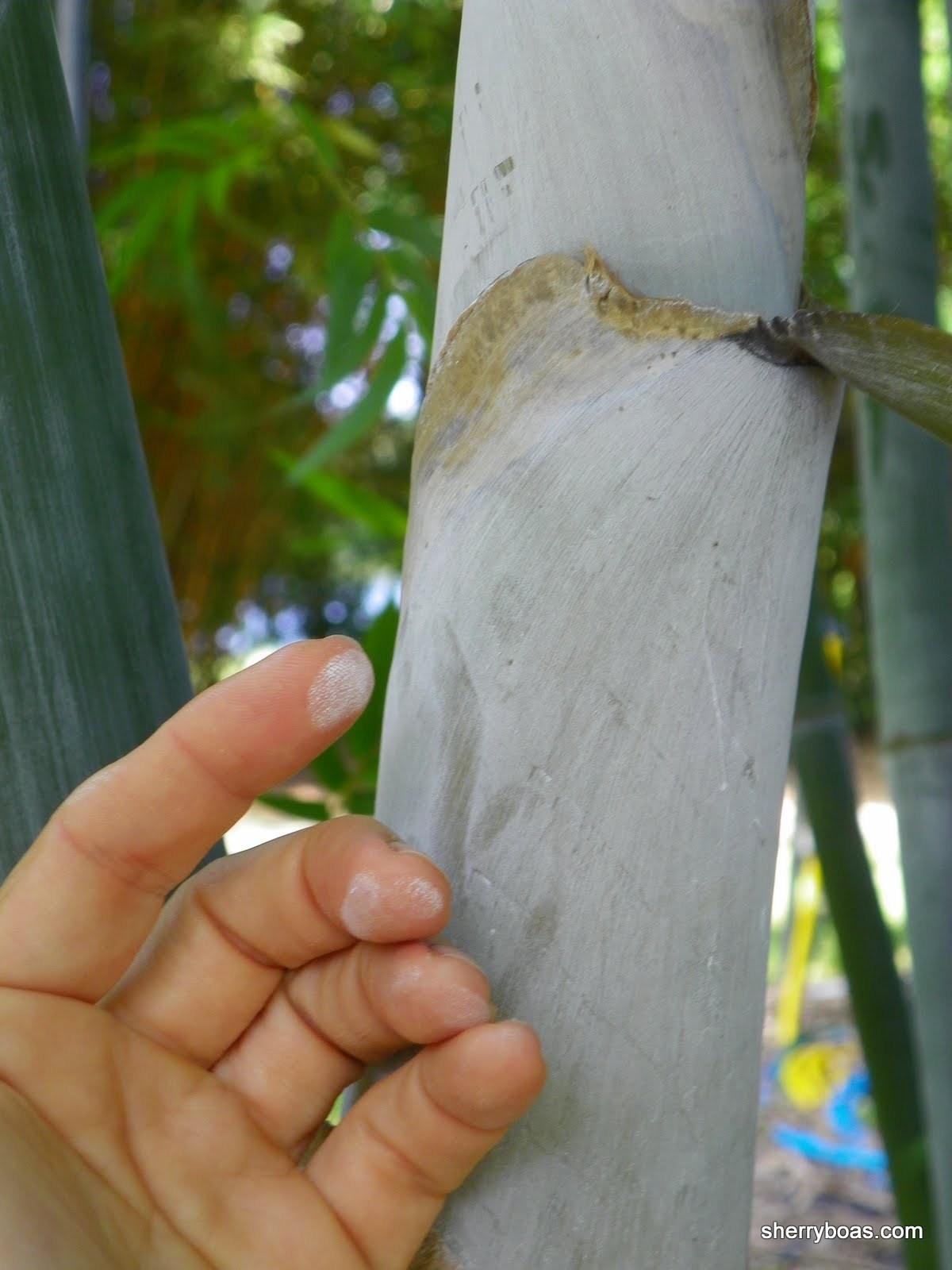 Blue Timber Bamboo – A most beautiful clumper | Bamboo from Florida for ...