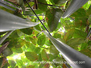 Riverstone Eco Resort: Laman Herba - Bemban