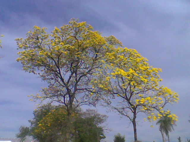 lenguaguarani: 19 DE JUNIO: DÍA DEL ÁRBOL - YVYRA ÁRA