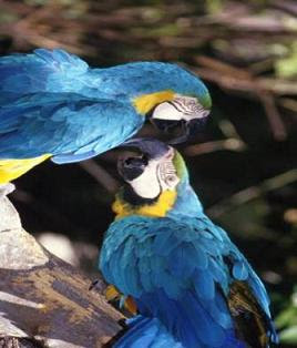 Planeta Azul: Parabá Azul En Peligro De Extincion