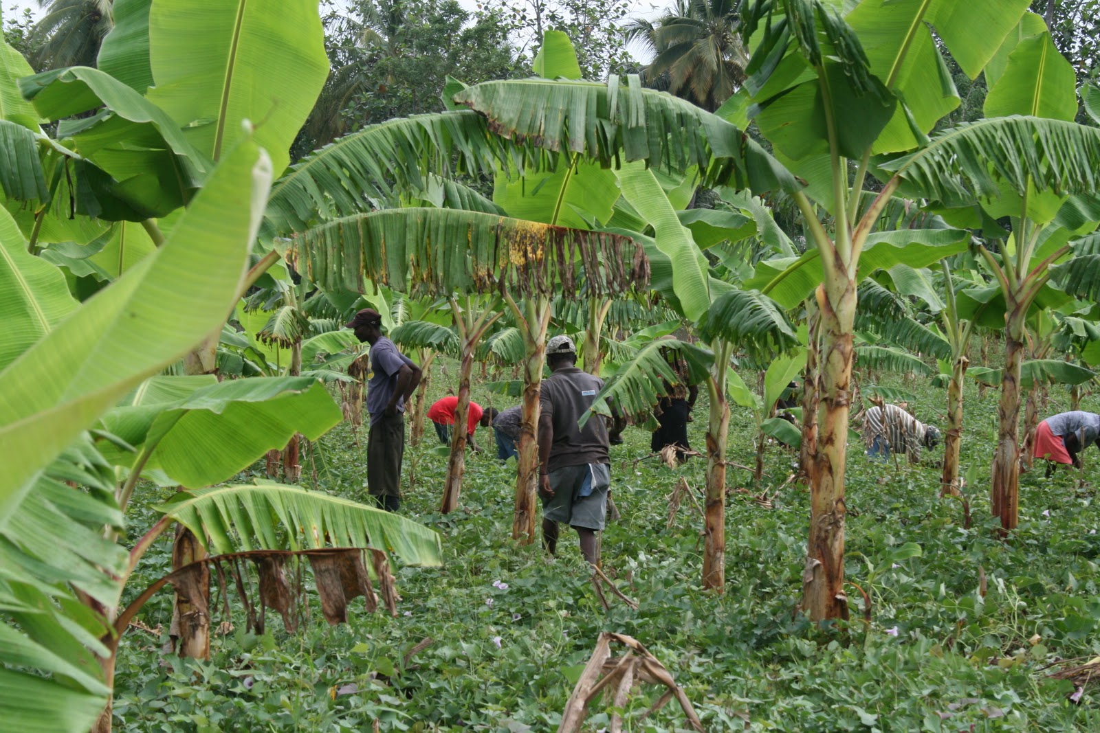 Vivre en Haïti au quotidien: L'agriculture en Haiti ... pas facile