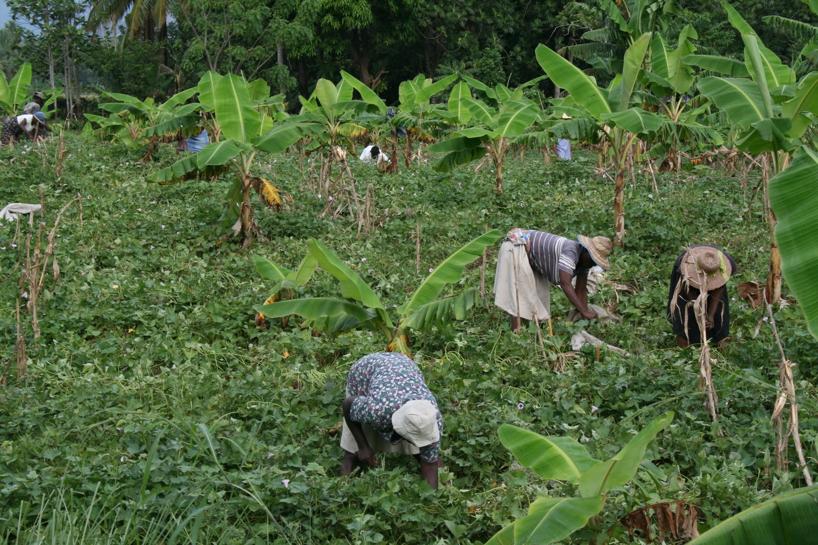 Vivre en Haïti au quotidien: L'agriculture en Haiti ... pas facile