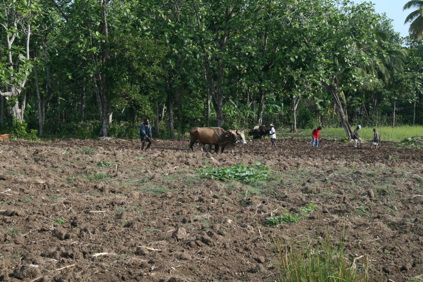 Vivre en Haïti au quotidien: L'agriculture en Haiti ... pas facile