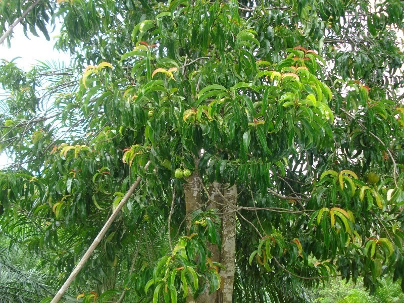 Asia Herbs: Garcinia Cambogia (Asam Keping/gelugor)