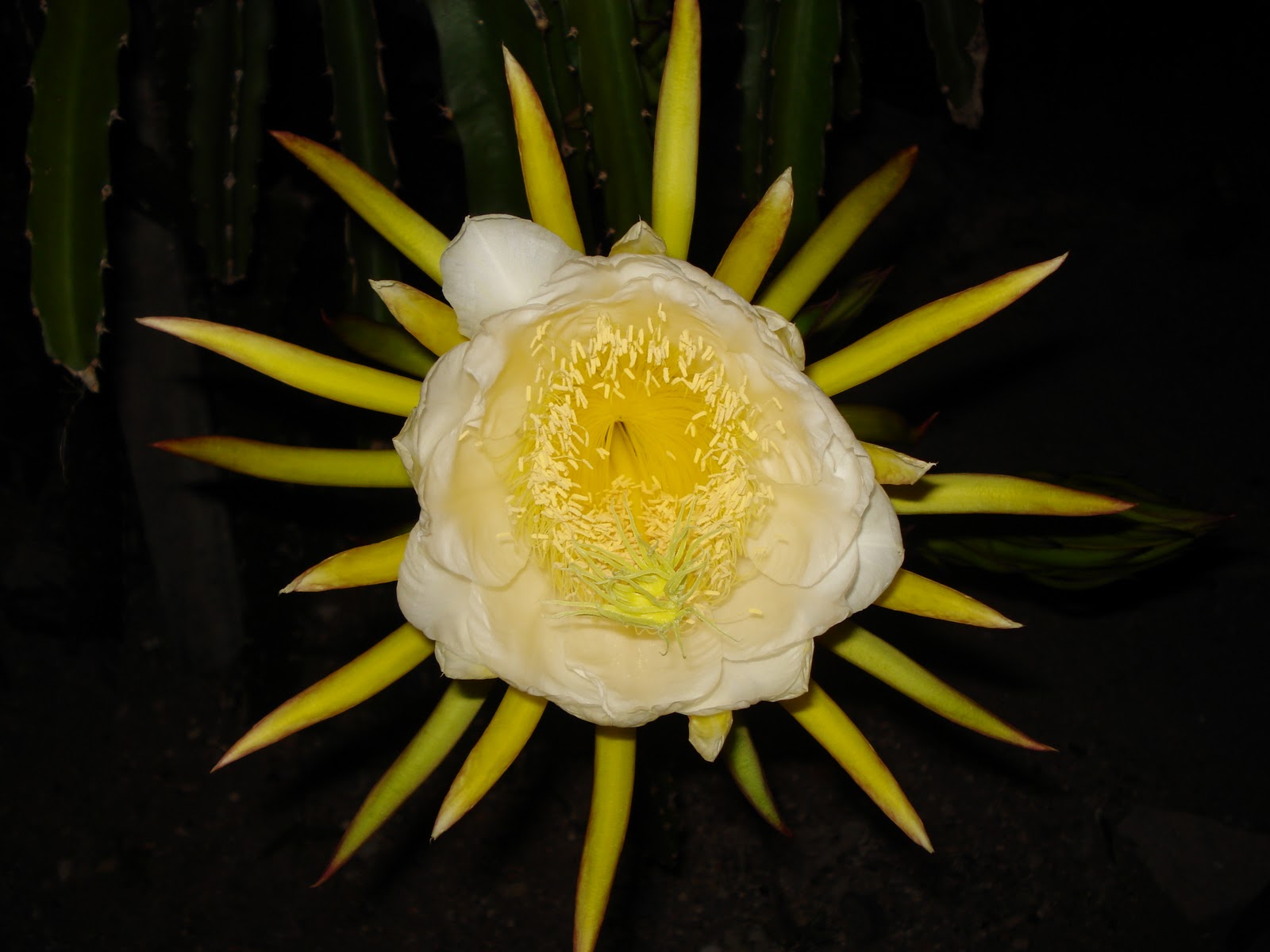 TEROPONG TEROPONG: Buah Naga