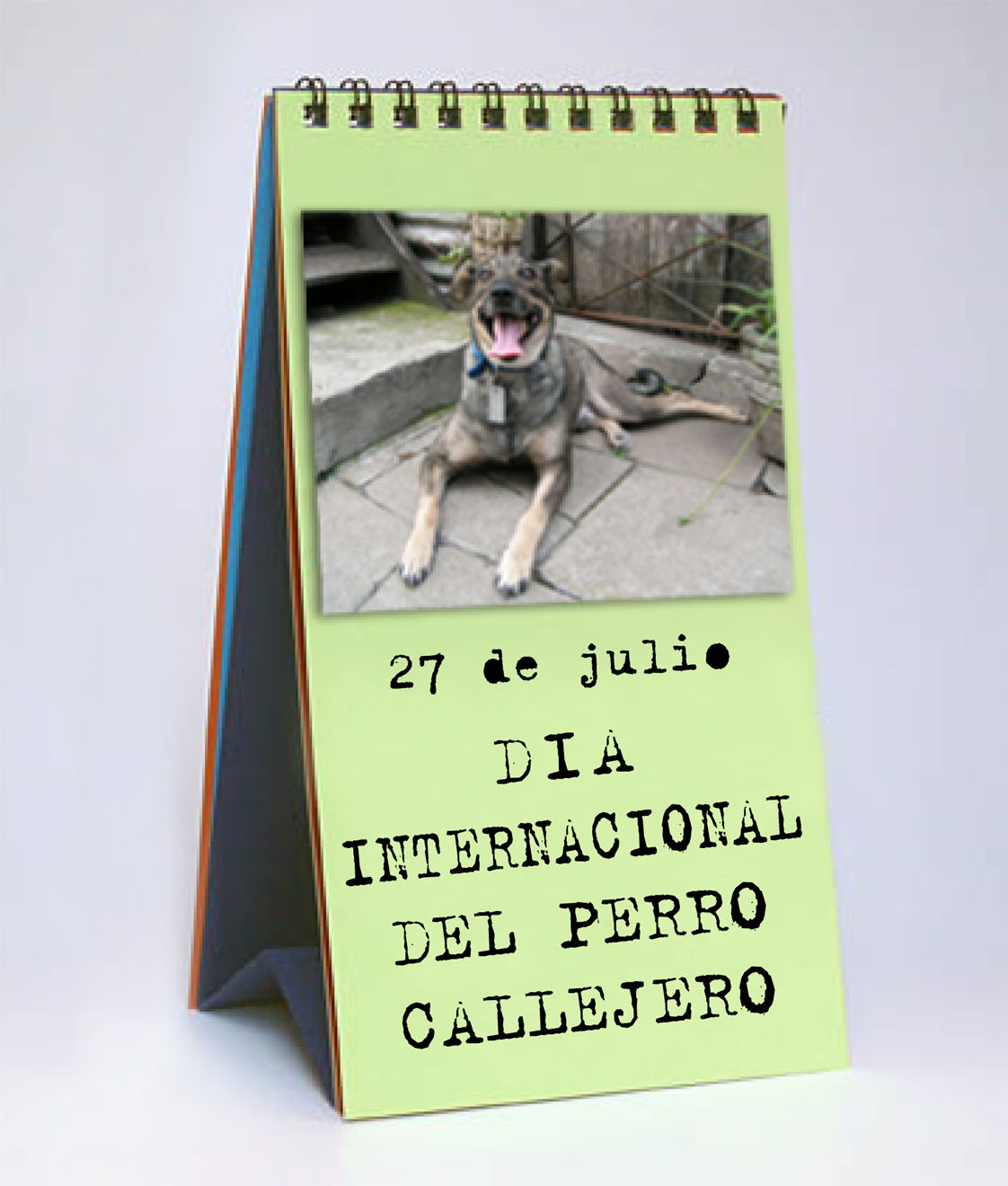 Conoceme Y Adoptame 2014 27 De Julio Dia Internacional Del Perro