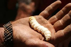 Let's Go Downunder With Pepe: Bush Tucker....