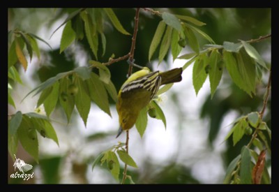 birds i view: Burung-burung Sawah : Merbah Kunyit