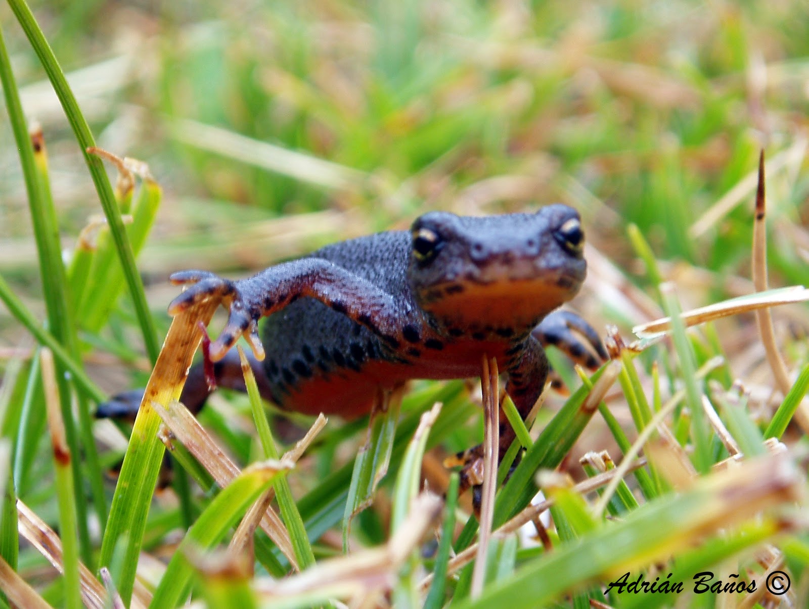 Alto Carrión: El tritón alpino