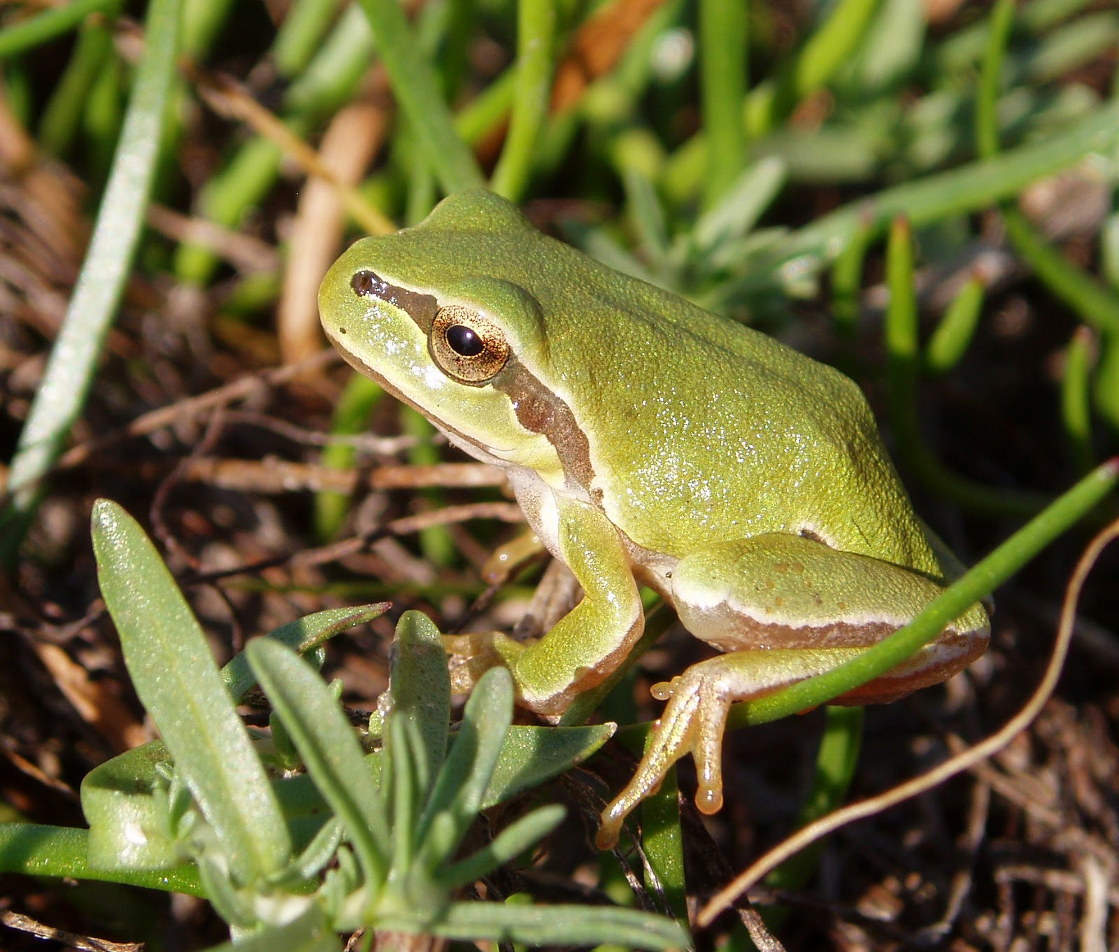 Alto Carrión: Ranita de San Antonio y Culebra lisa meridional