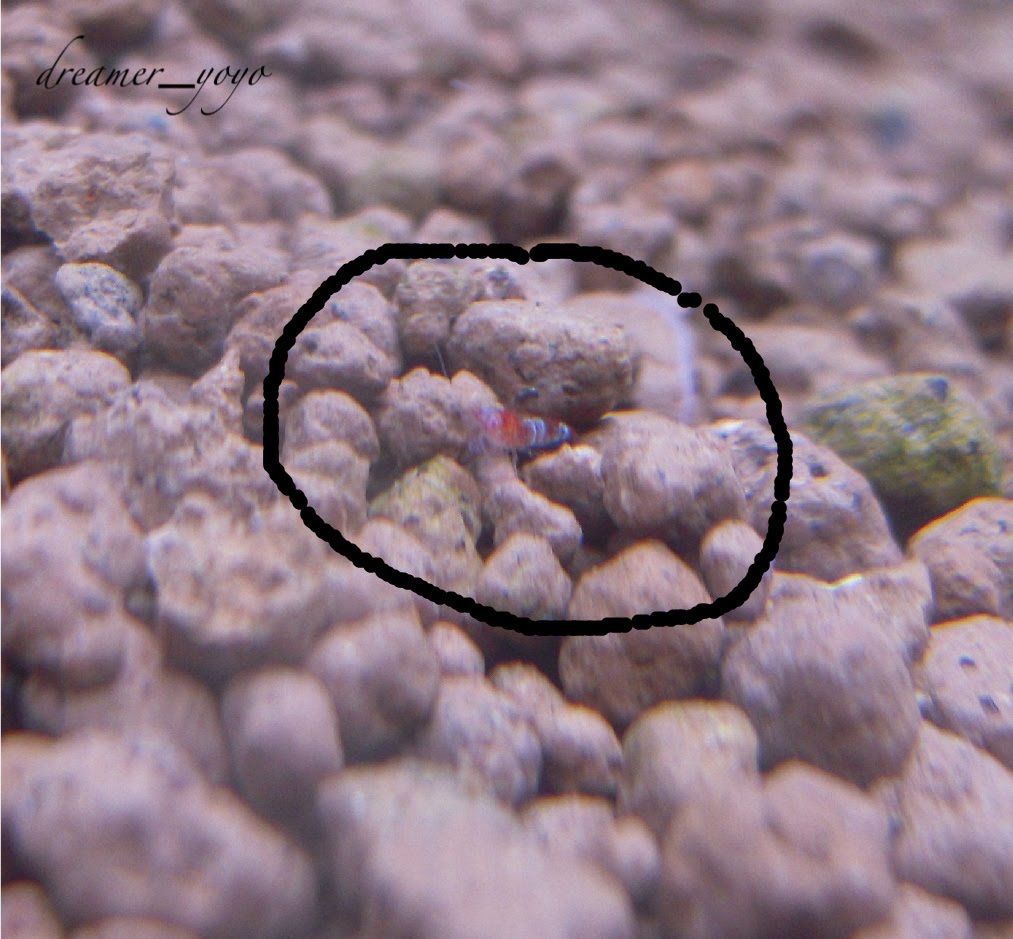 Full Loaded One:Cherry Shrimp