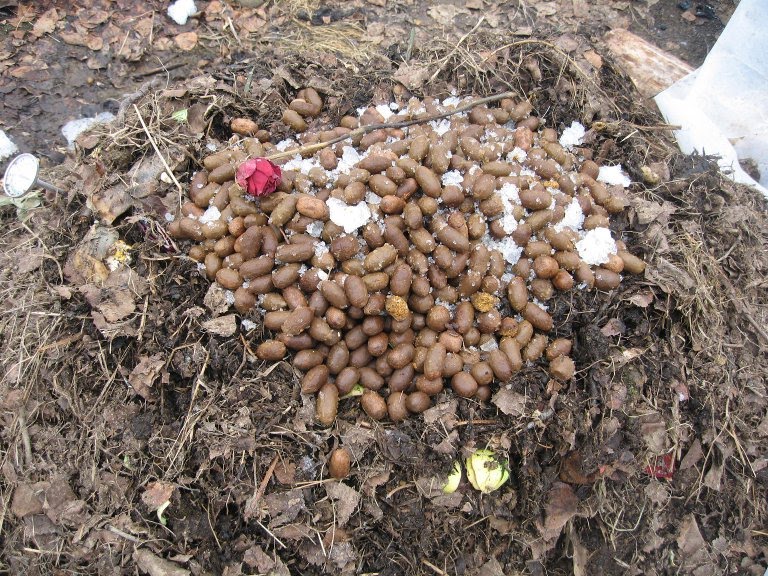 CBC News: "Students tricked into eating moose poop by school staff" : r ...