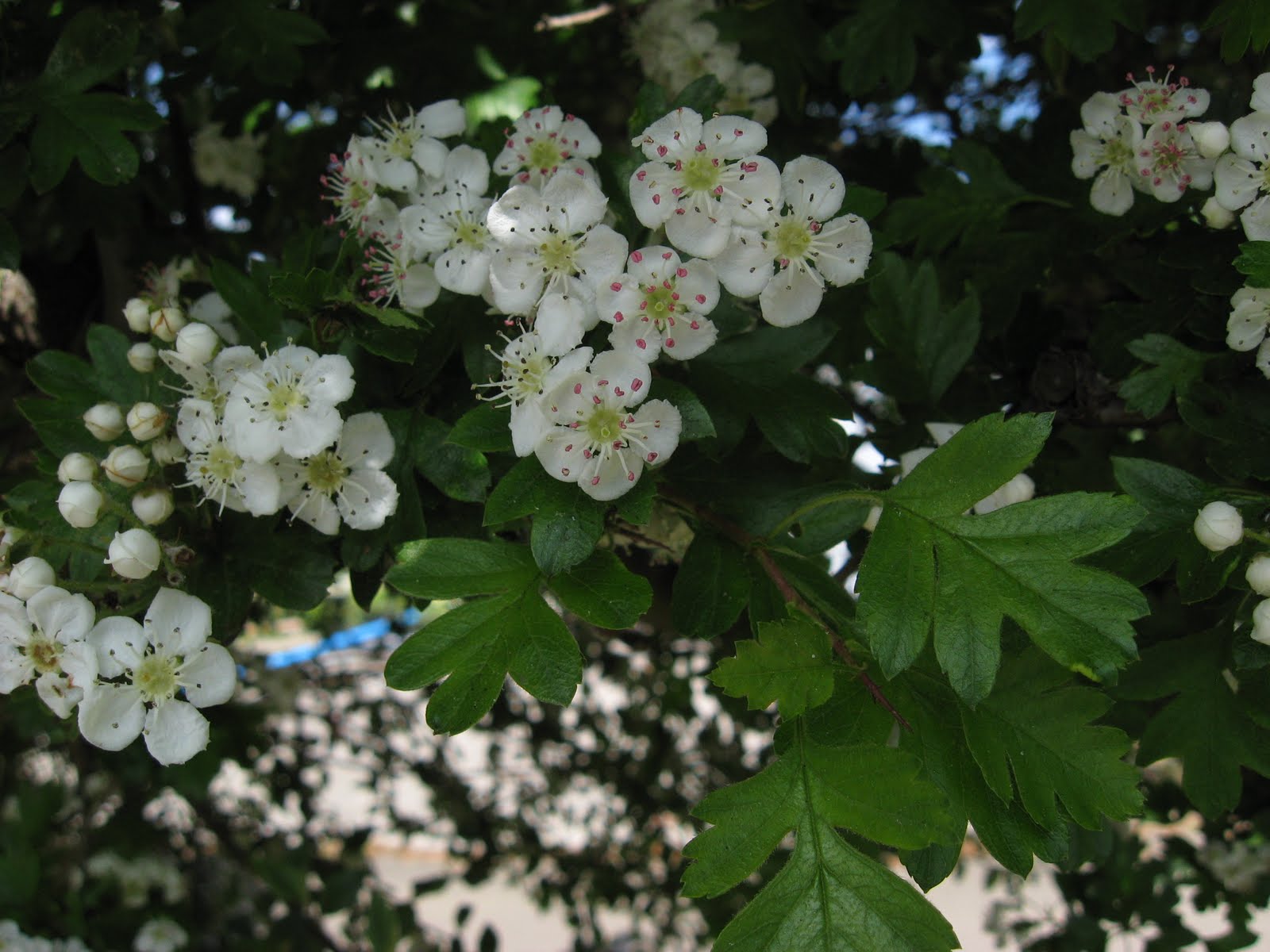 Dublin Flora: Crataegus monogyna