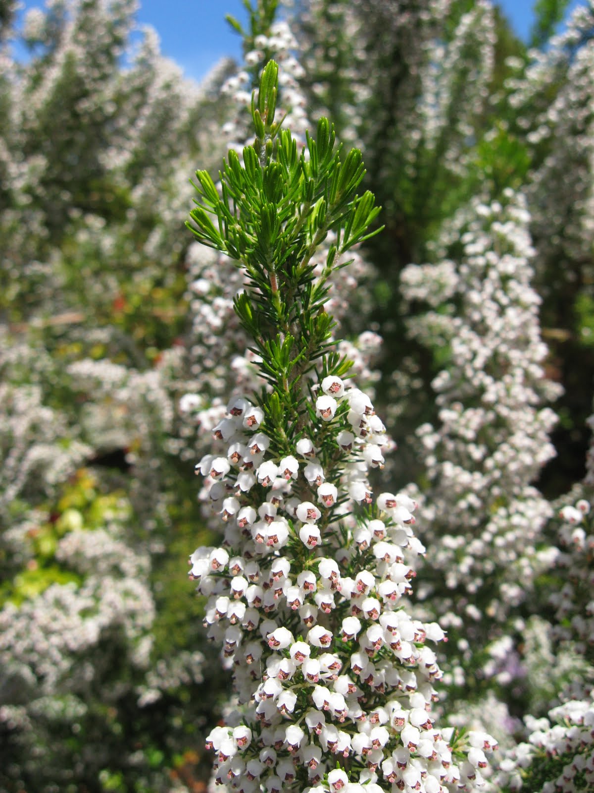 Dublin Flora: Erica arborea