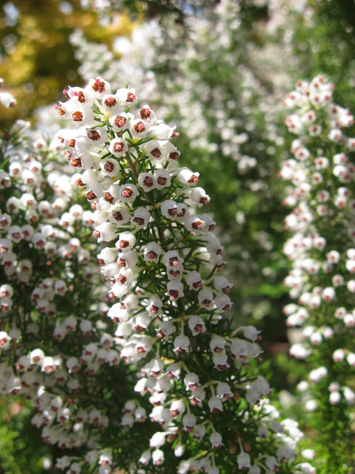 Dublin Flora: Erica arborea