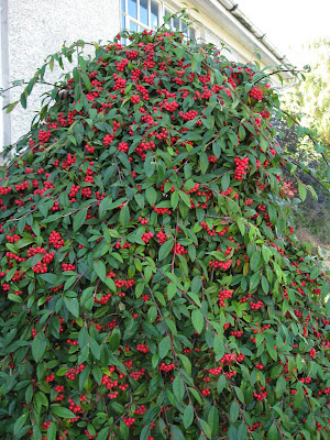Dublin Flora: Cotoneaster 'Hybridus Pendulus'