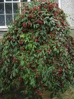 Dublin Flora: Cotoneaster 'Hybridus Pendulus'