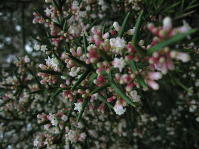 Dublin Flora: Colletia hystrix