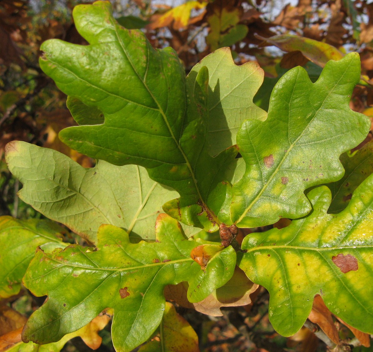 Dublin Flora: Quercus robur