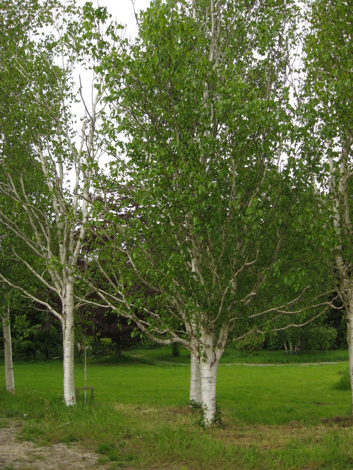 Dublin Flora: Betula utilis jacquemontii