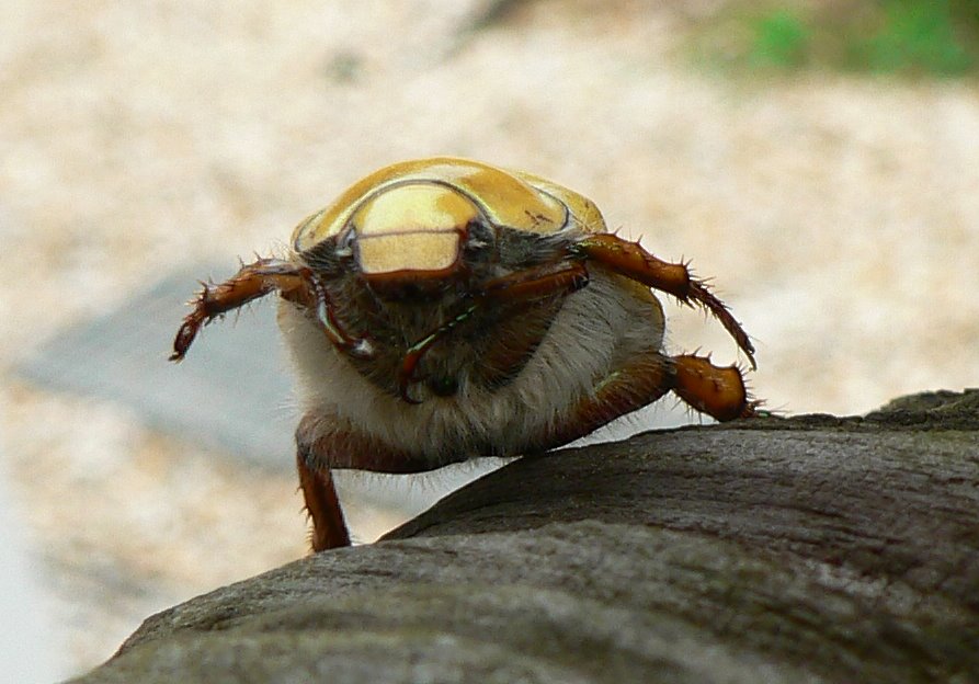 SwampThings: Just a Pretty Beetle