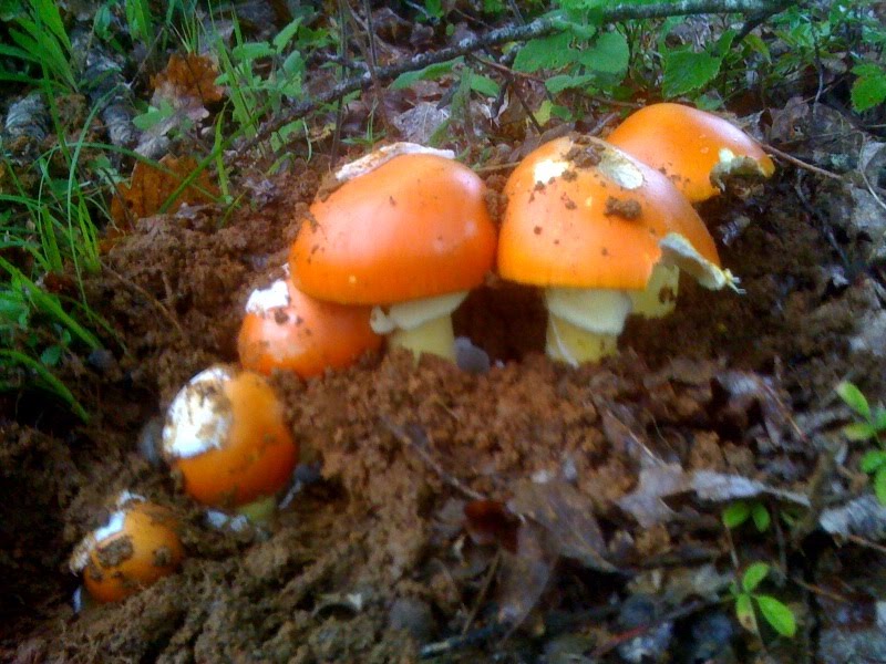 Le roi des champignons...