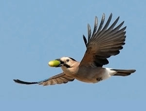 Nativa: UM BREVE RESUMO SOBRE A DISPERSÃO DE SEMENTES