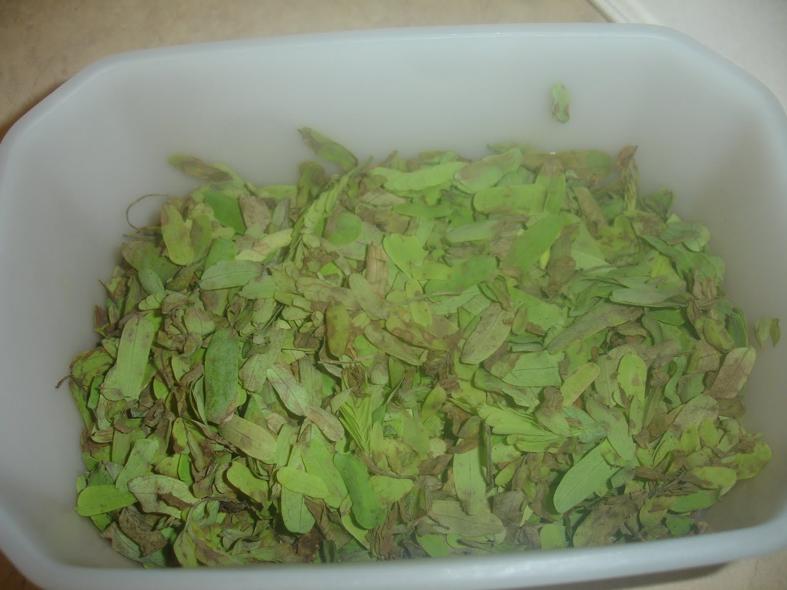 VineelaSiva: Chintha Chiguru Podi(Tamarind Leaves Powder)