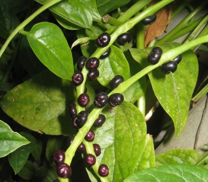 Alugbati | Just Another Noob Photographer™