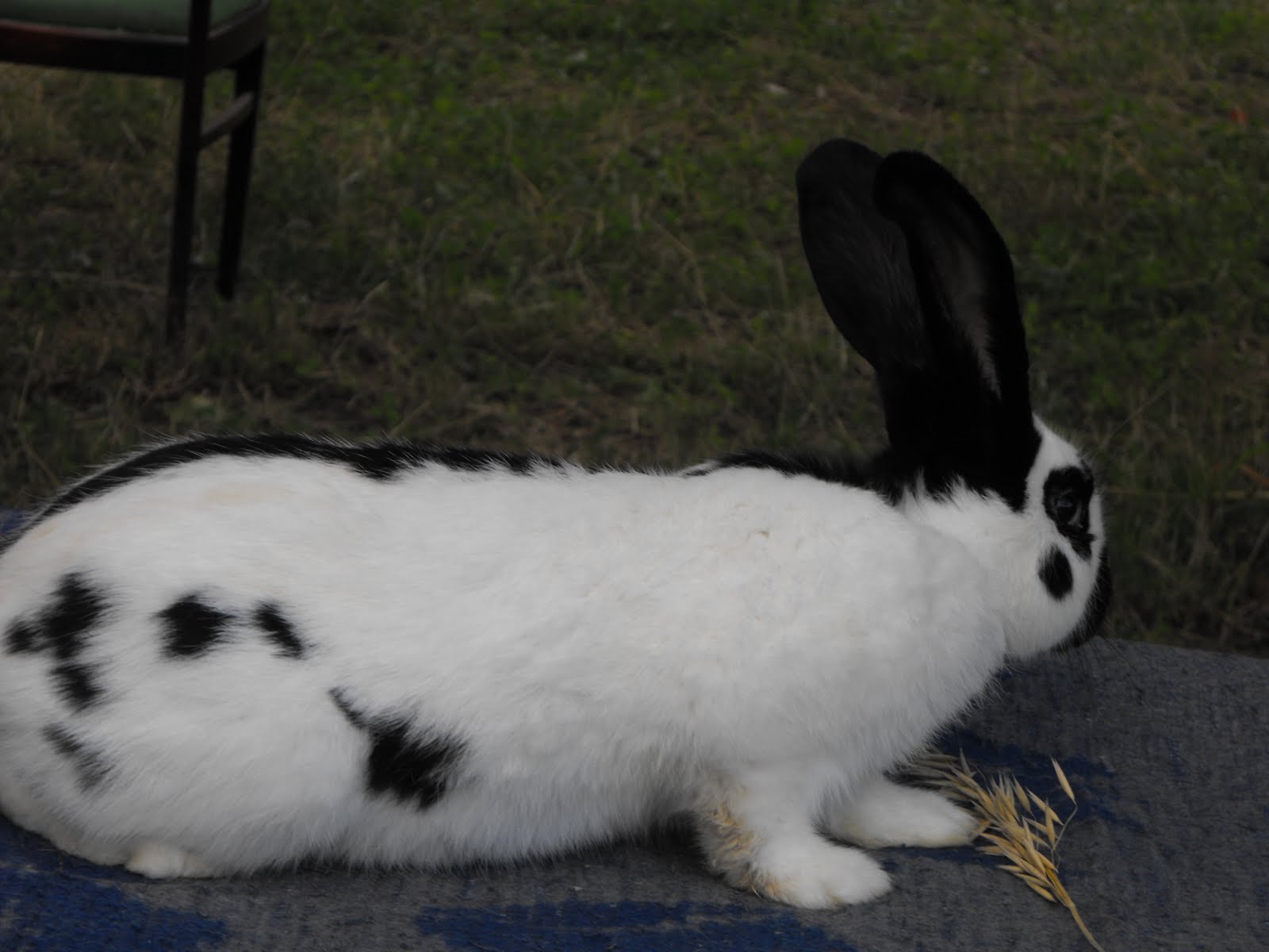 IEPURI DE VANZARE: iepuri din rasa fluture german