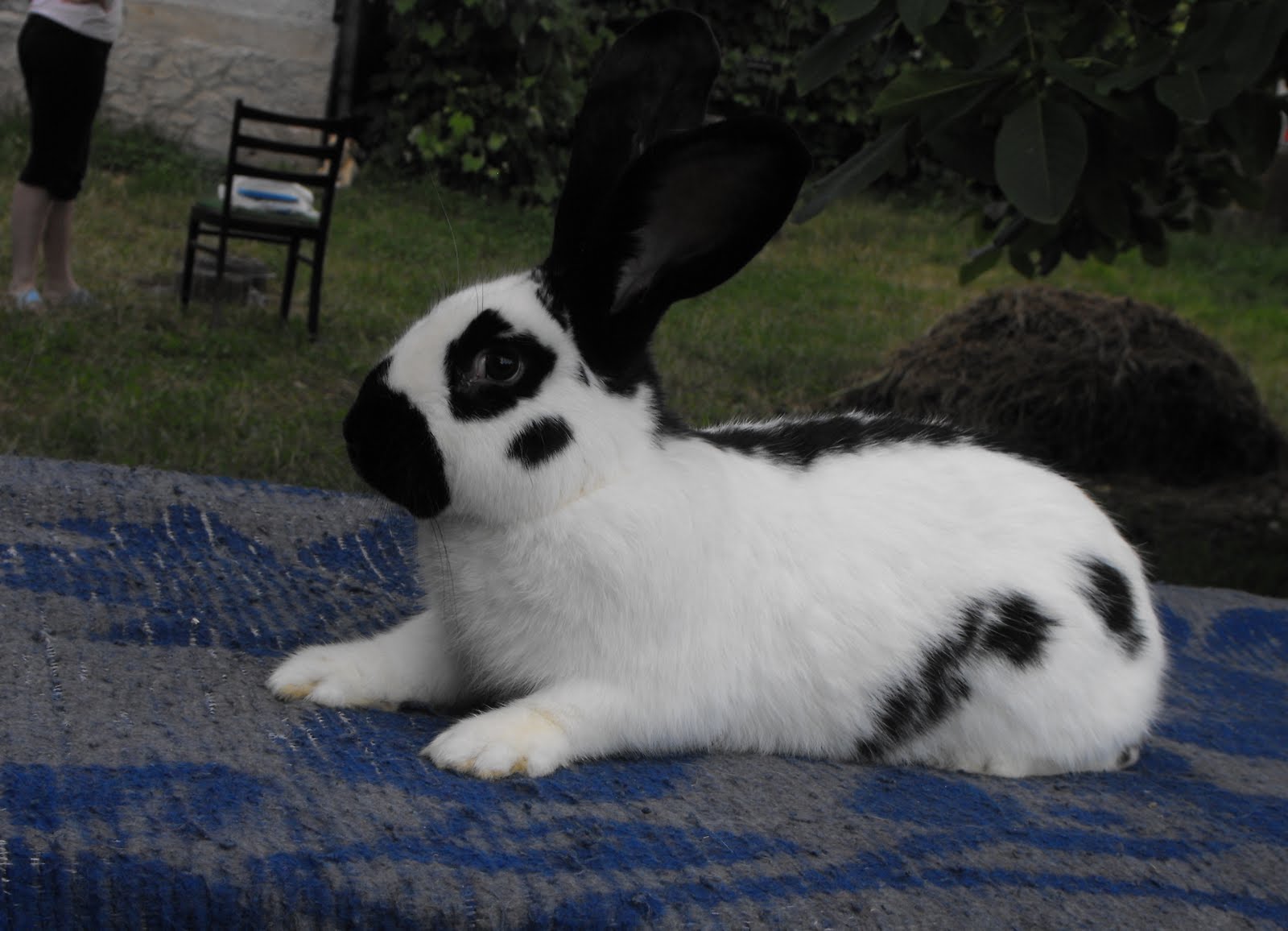 IEPURI DE VANZARE: iepuri din rasa fluture german