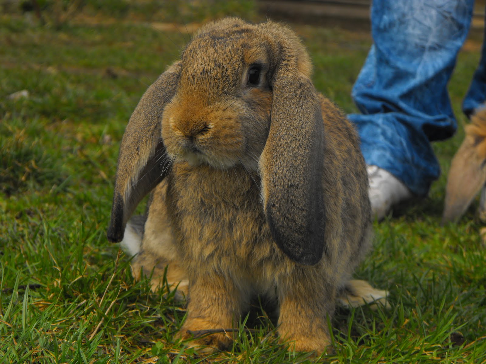 IEPURI DE VANZARE: iepuri di rasa berbec german