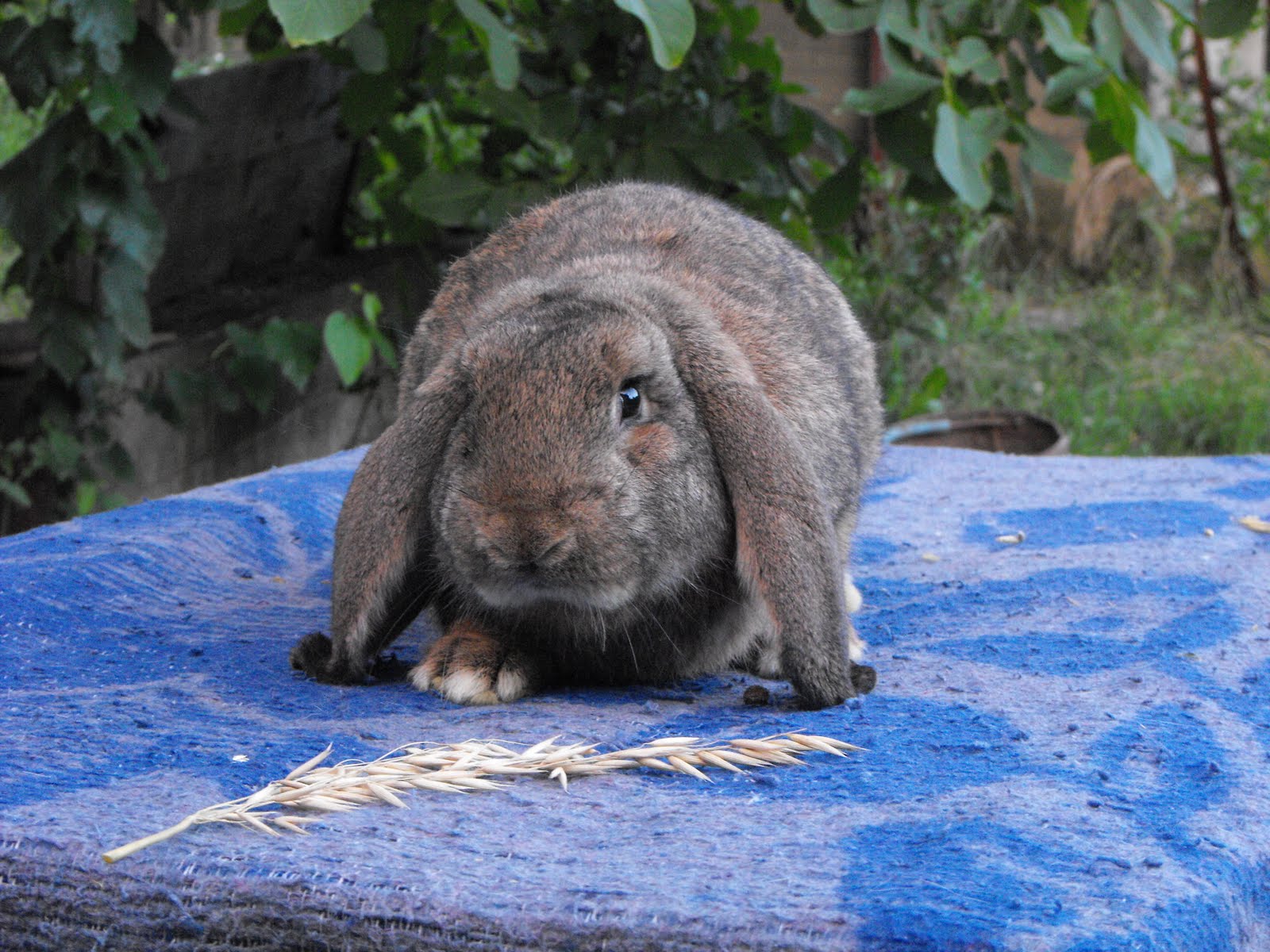 IEPURI DE VANZARE: iepuri di rasa berbec german