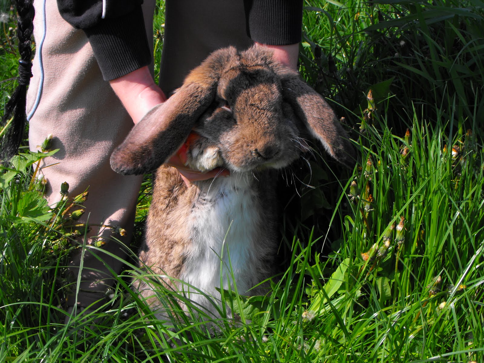 IEPURI DE VANZARE: iepuri di rasa berbec german